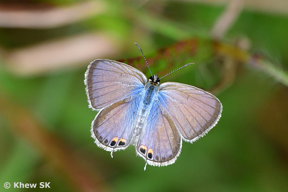 Butterflies of Singapore: Butterfly Photography at Our Local Parks ...