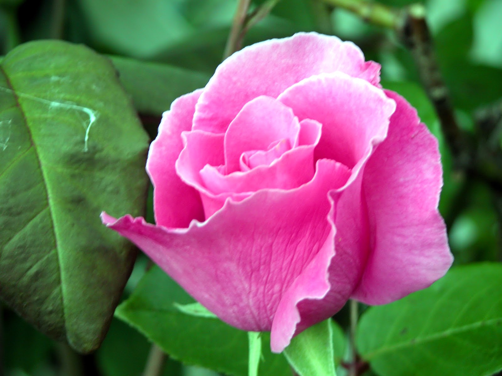 Amazing Flowers: October 2014