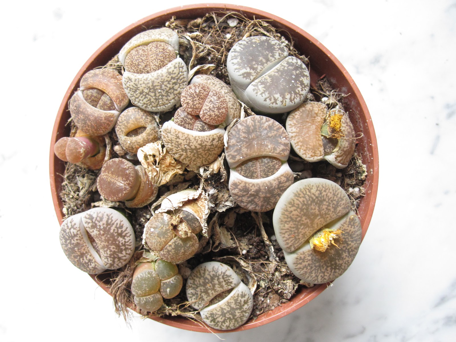CAUDEX & PACHYCAUL: LITHOPS