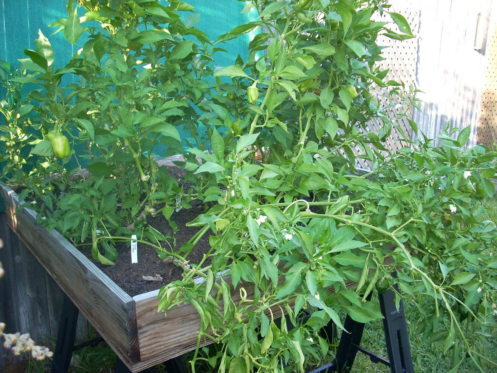 A Casa: A gardening and lifestyle blog: Sunburned Peppers: How to Keep ...