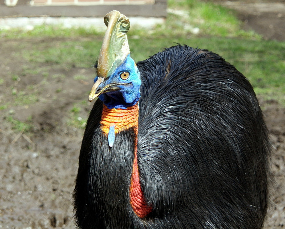 kasuar - Germany News Collections