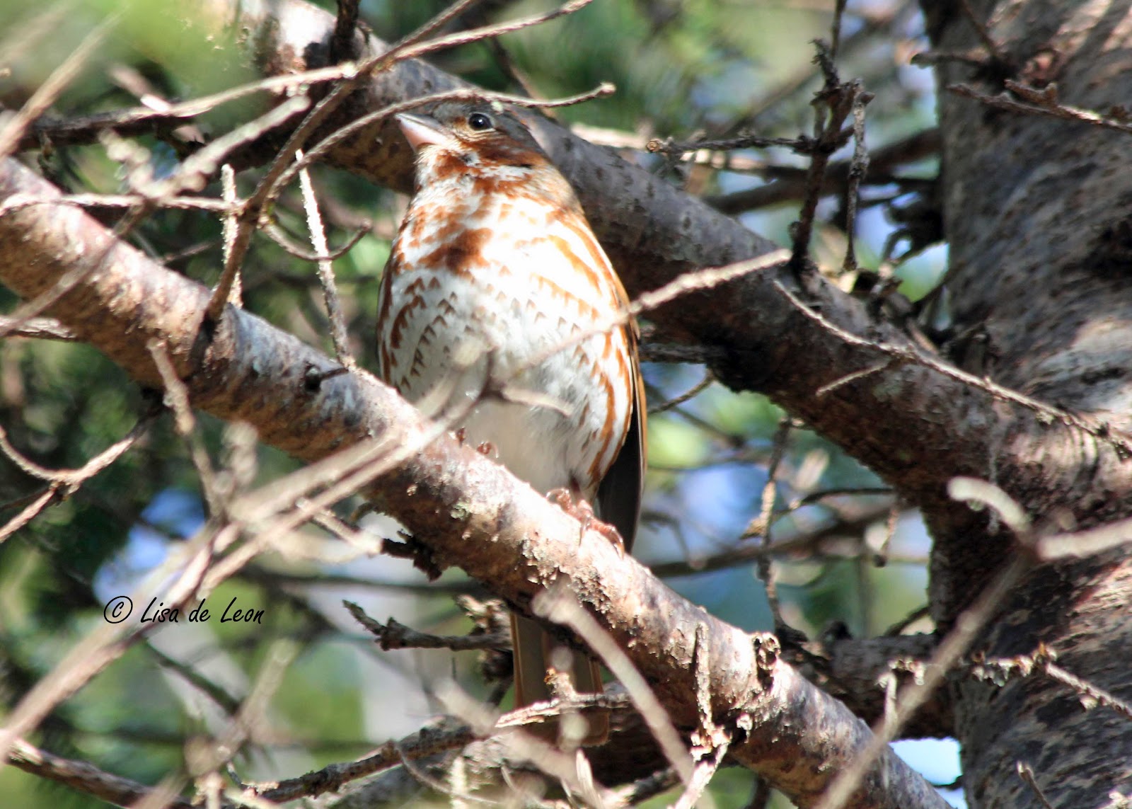 Birding with Lisa de Leon: Fox Sparrow Variations