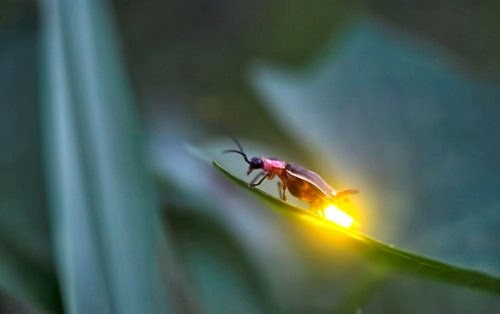 Top 5 Interesting Facts about Lightning Bugs or Fireflies
