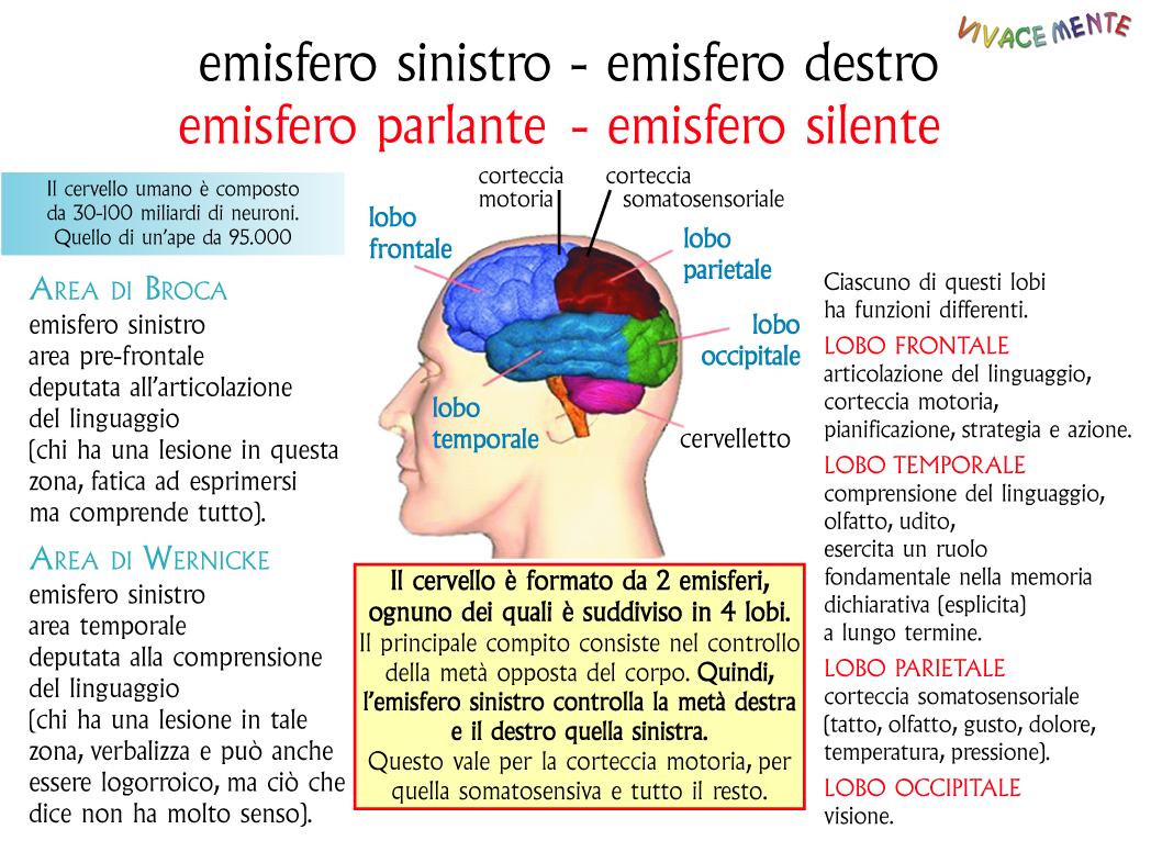 VIVACEMENTE il giornalino del cuore e della mente: Mappa del cervello ...