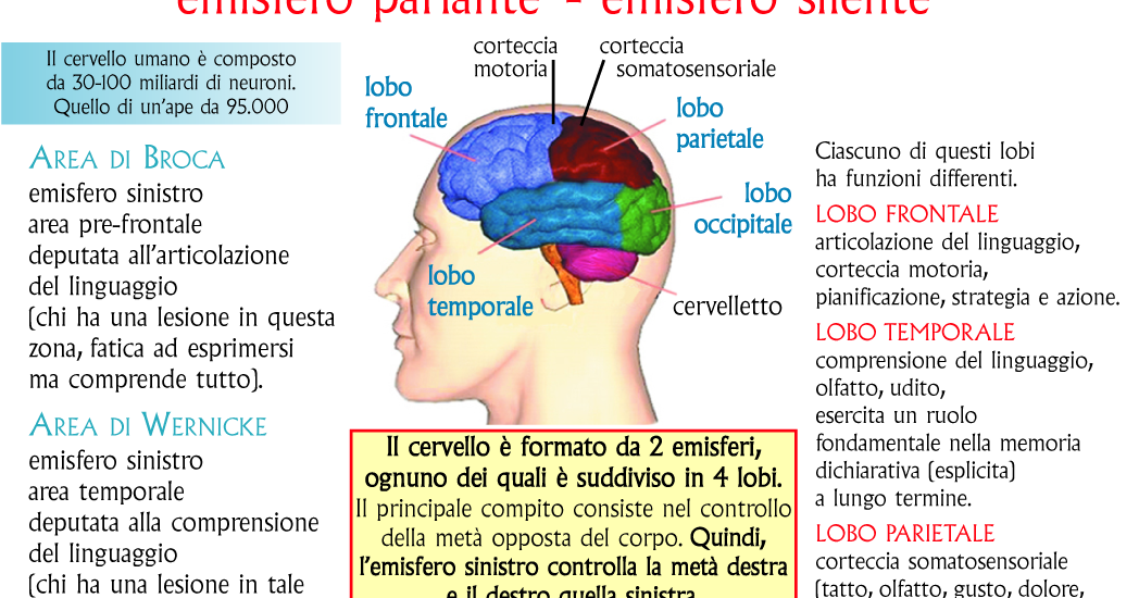 VIVACEMENTE il giornalino del cuore e della mente: Mappa del cervello ...