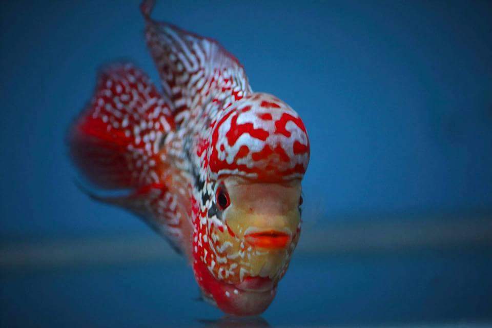 Knowing Difference Between Kamfa And King Kamfa