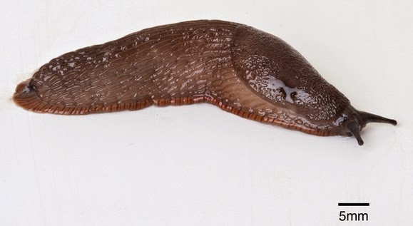 Biology and Geology 1: Extra. Unit 7. Spanish Slugs invasion