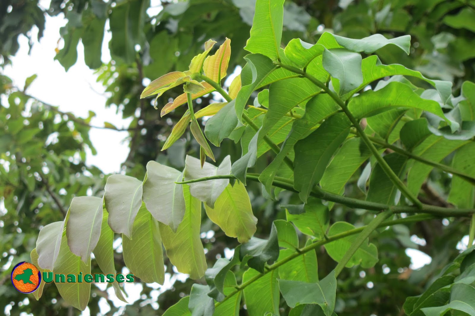 Unaienses: Baru - O Viagra do Cerrado