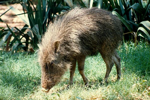 Geografía de América Latina: Caracterización de un territorio: El Chaco ...