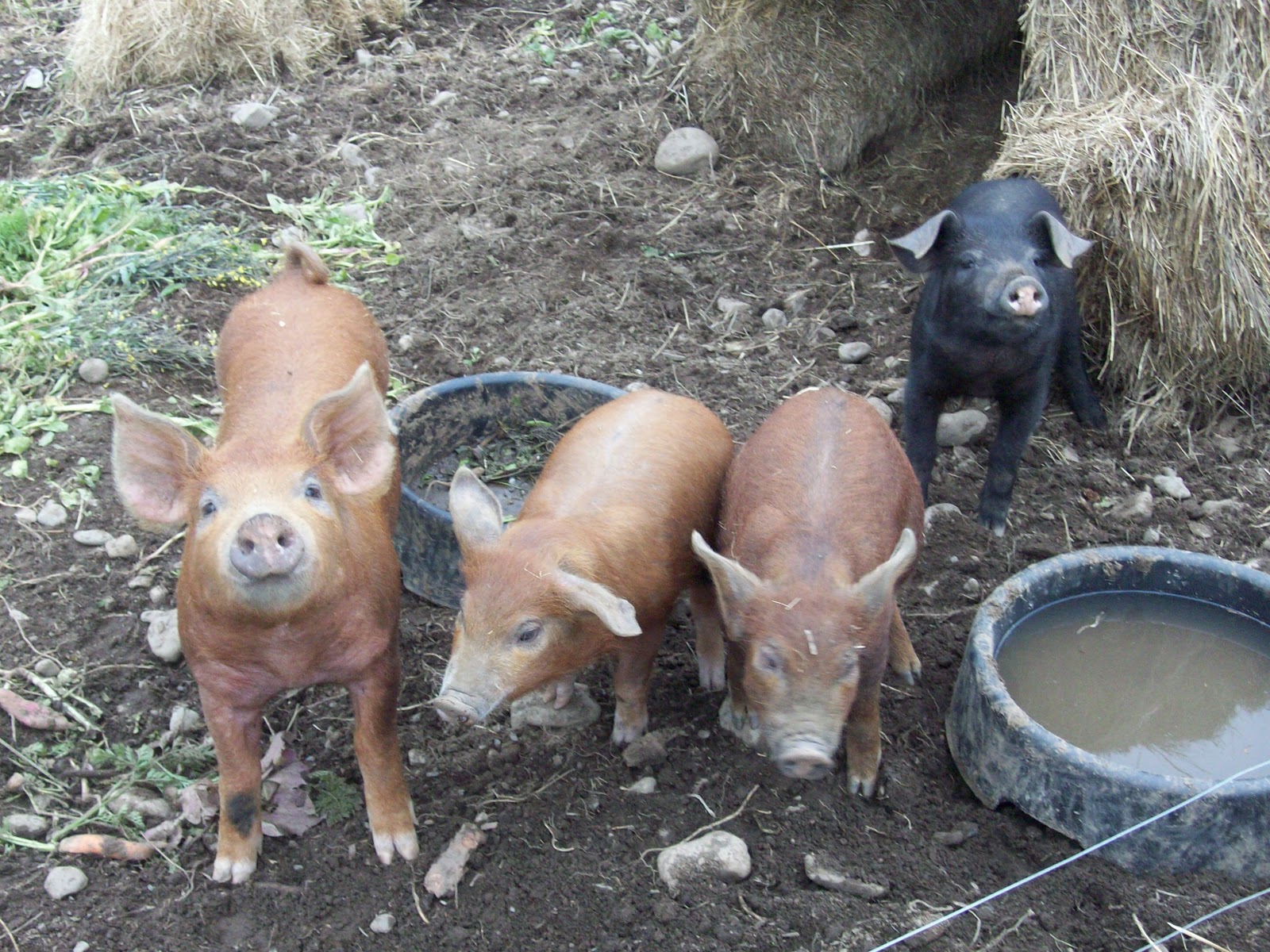 Parker Family Farm: Pastured Pig Shares