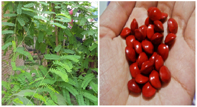 Wajib Tau!! Ini Dia Manfaat Tanaman Saga yang Dapat Sembuhkan Batuk ...