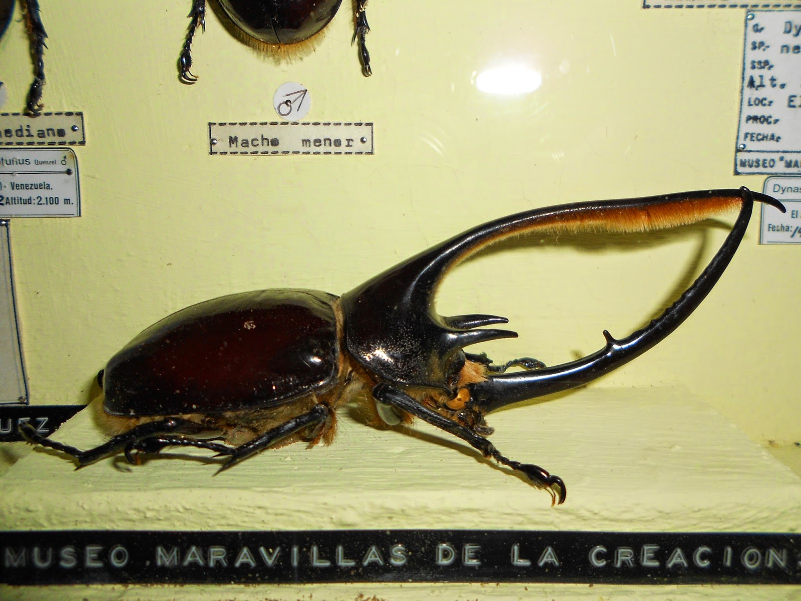 Insectos y Artrópodos Mexicanos y extranjeros: Importancia Ecológica de ...