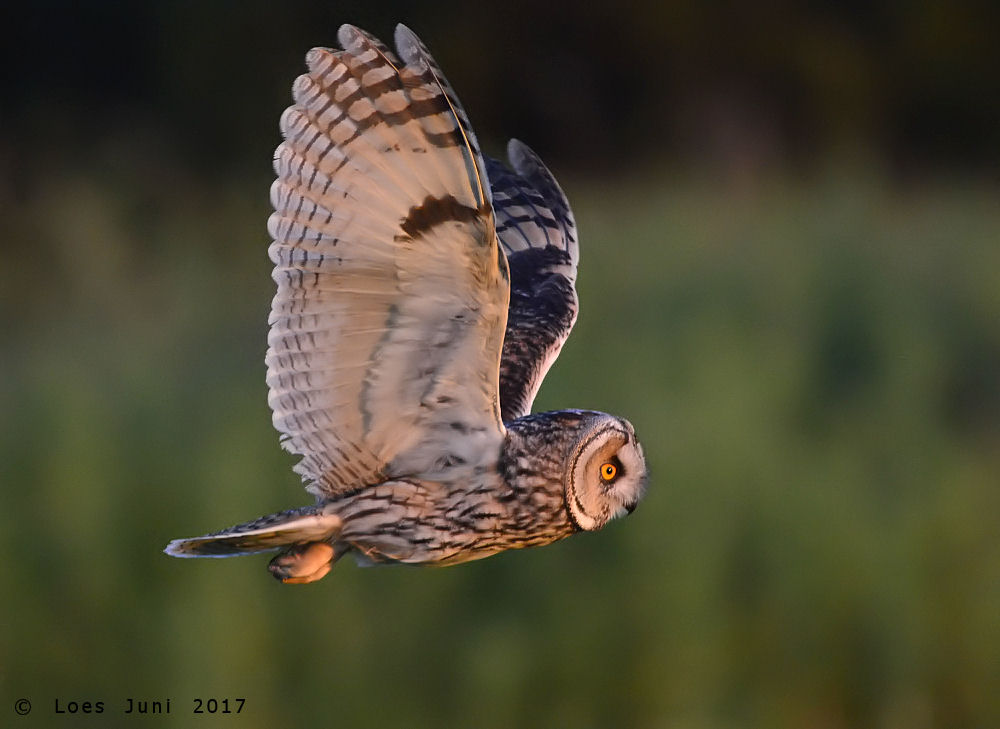 Loes Willebrand: Ransuil