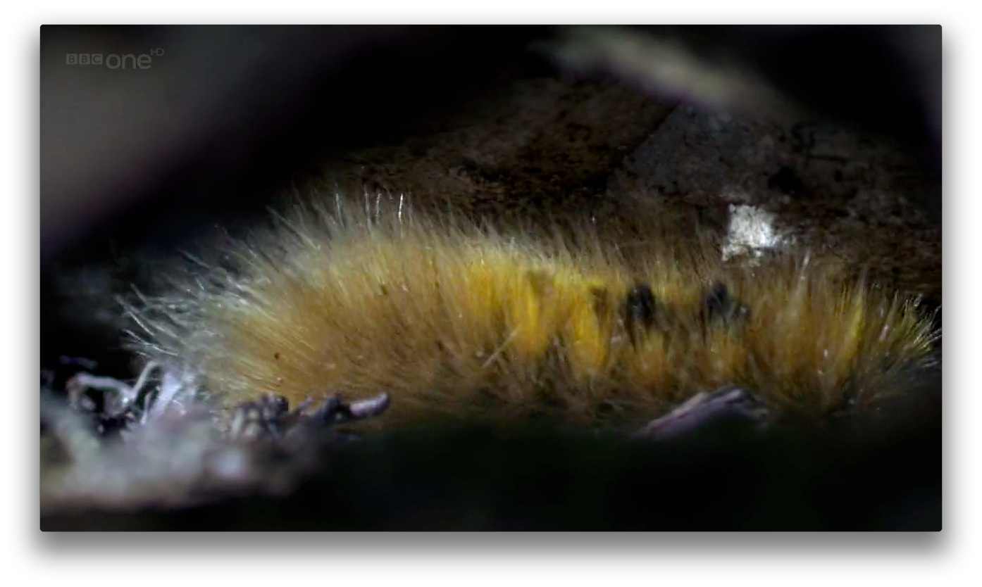 Arctic Woolly Bear Moth