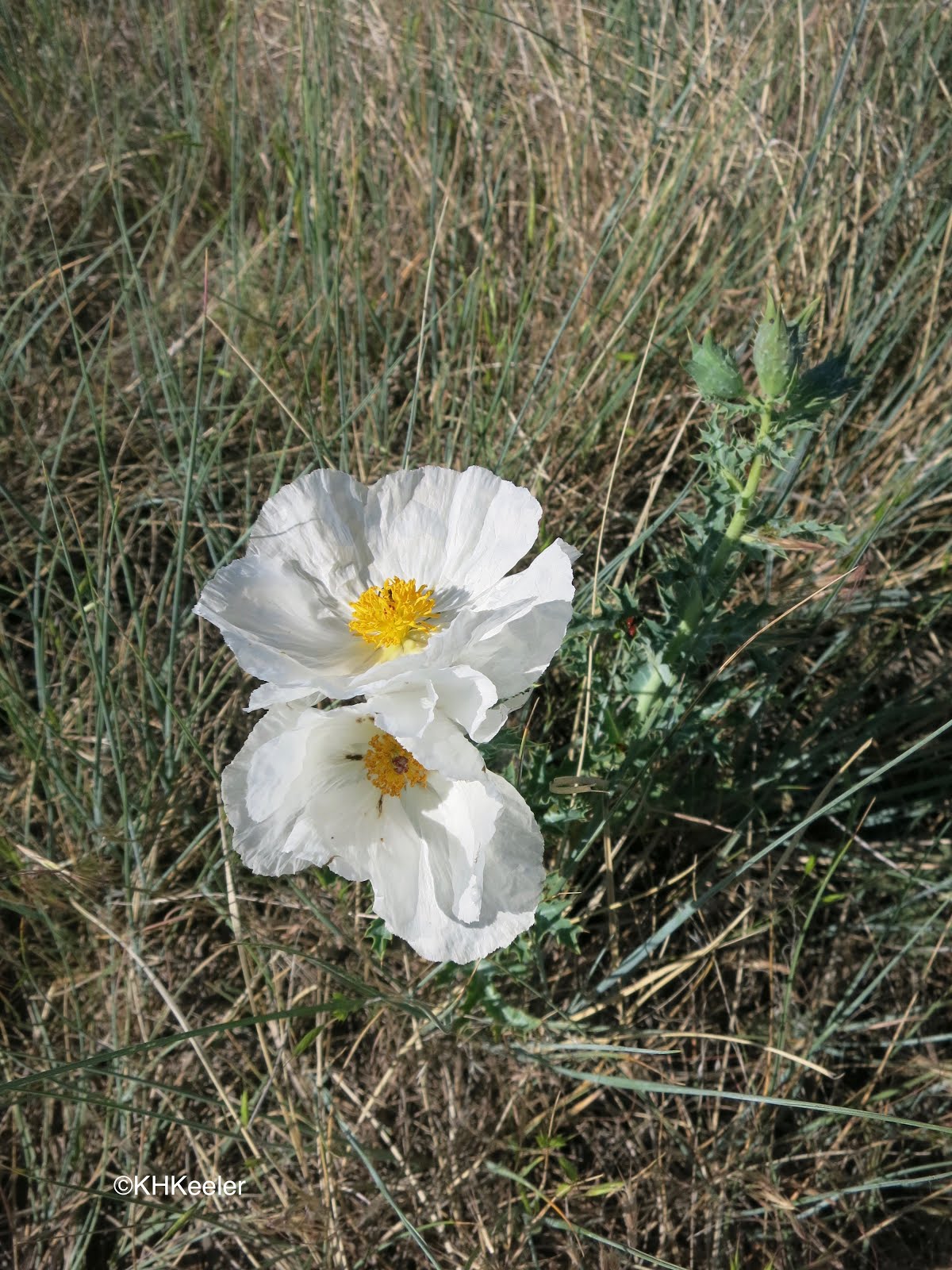 A Wandering Botanist: Plant Story--Crested Pricklypoppy, Argemone ...