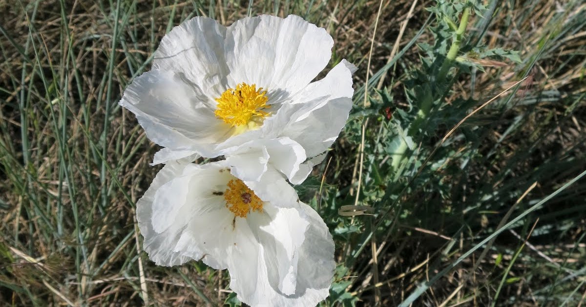 A Wandering Botanist: Plant Story--Crested Pricklypoppy, Argemone ...
