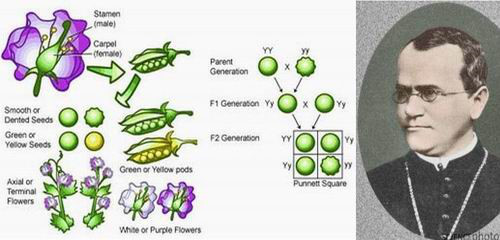 DIFICULTADES QUE ENFRENTÓ MENDEL