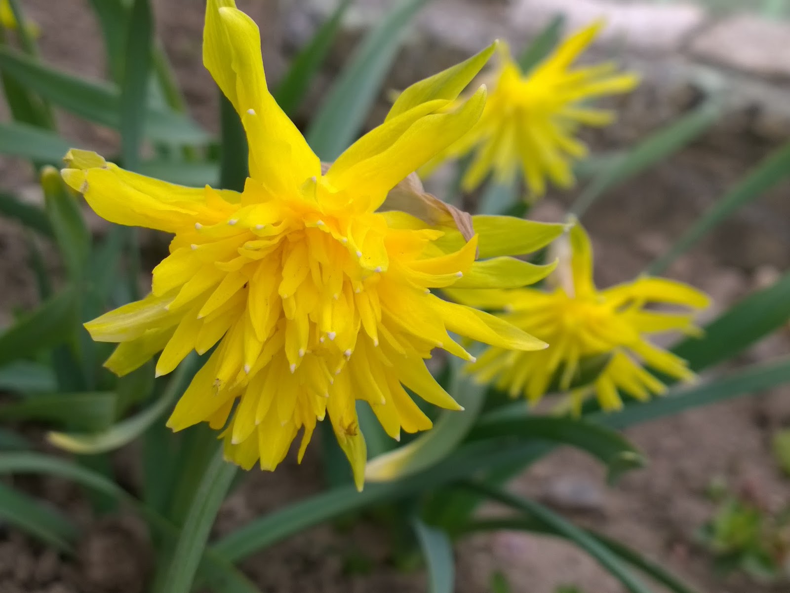 Manni tegemised: Tervitussõnumit kandev lill- nartsiss