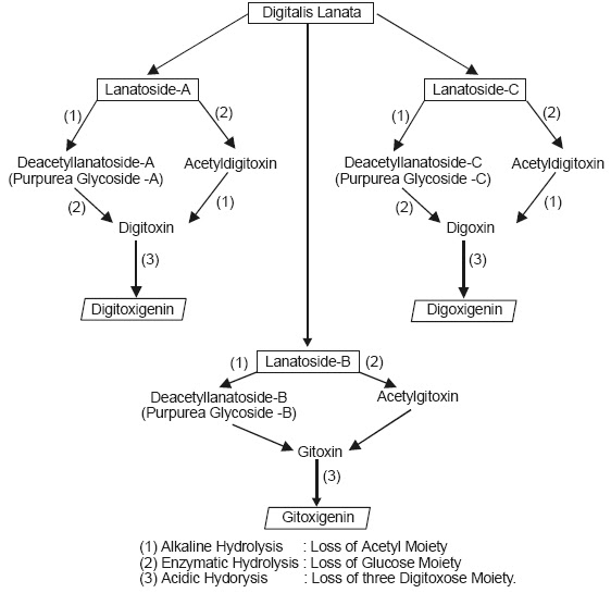 Digitalis Lanata-Wooly Foxglove leaf, Grecian Foxglove; Austrial Digitalis