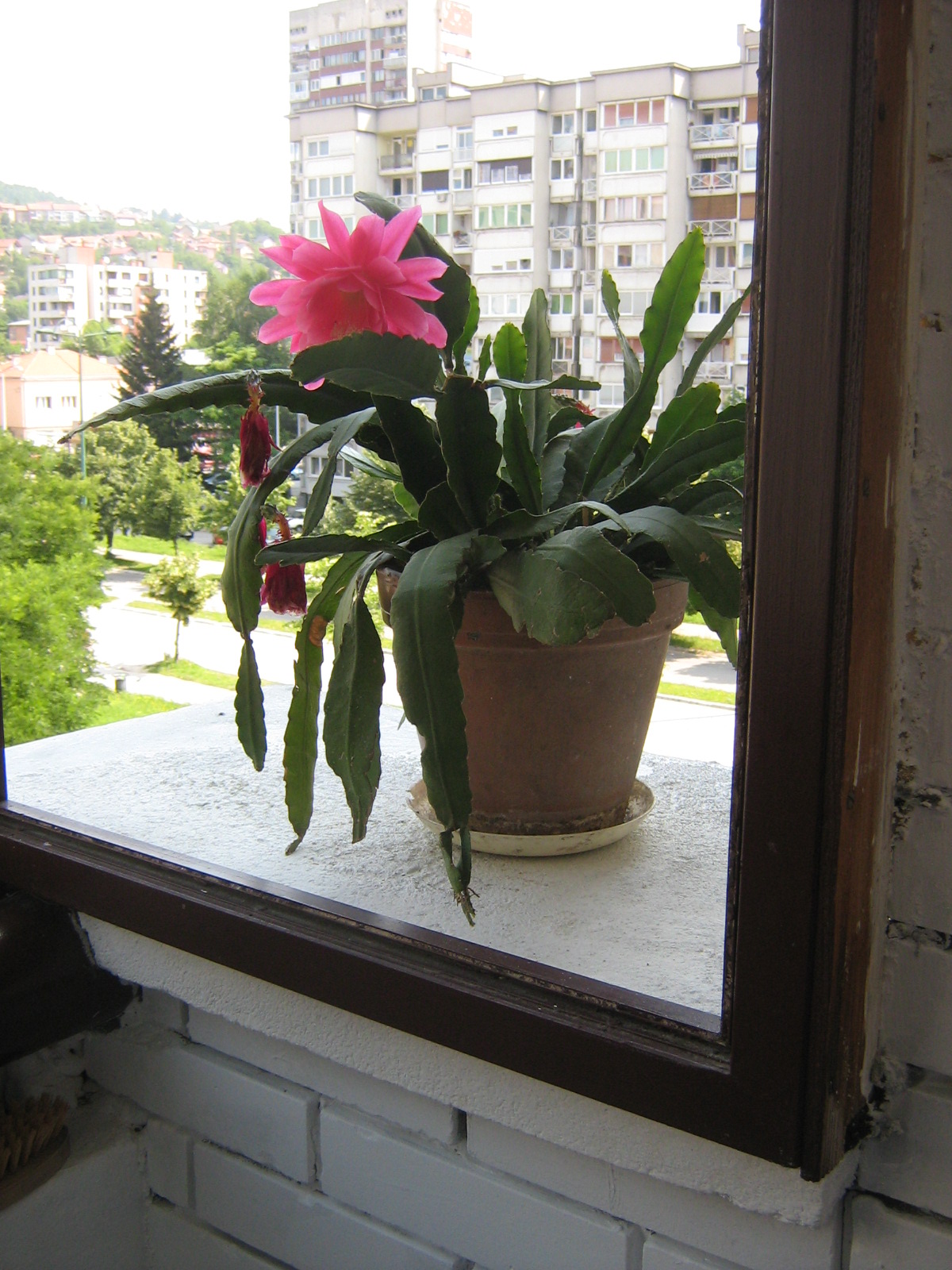 Bila mama Kukunka,bio tata Taranta: Baka Kukunka,vrapci i golubovi