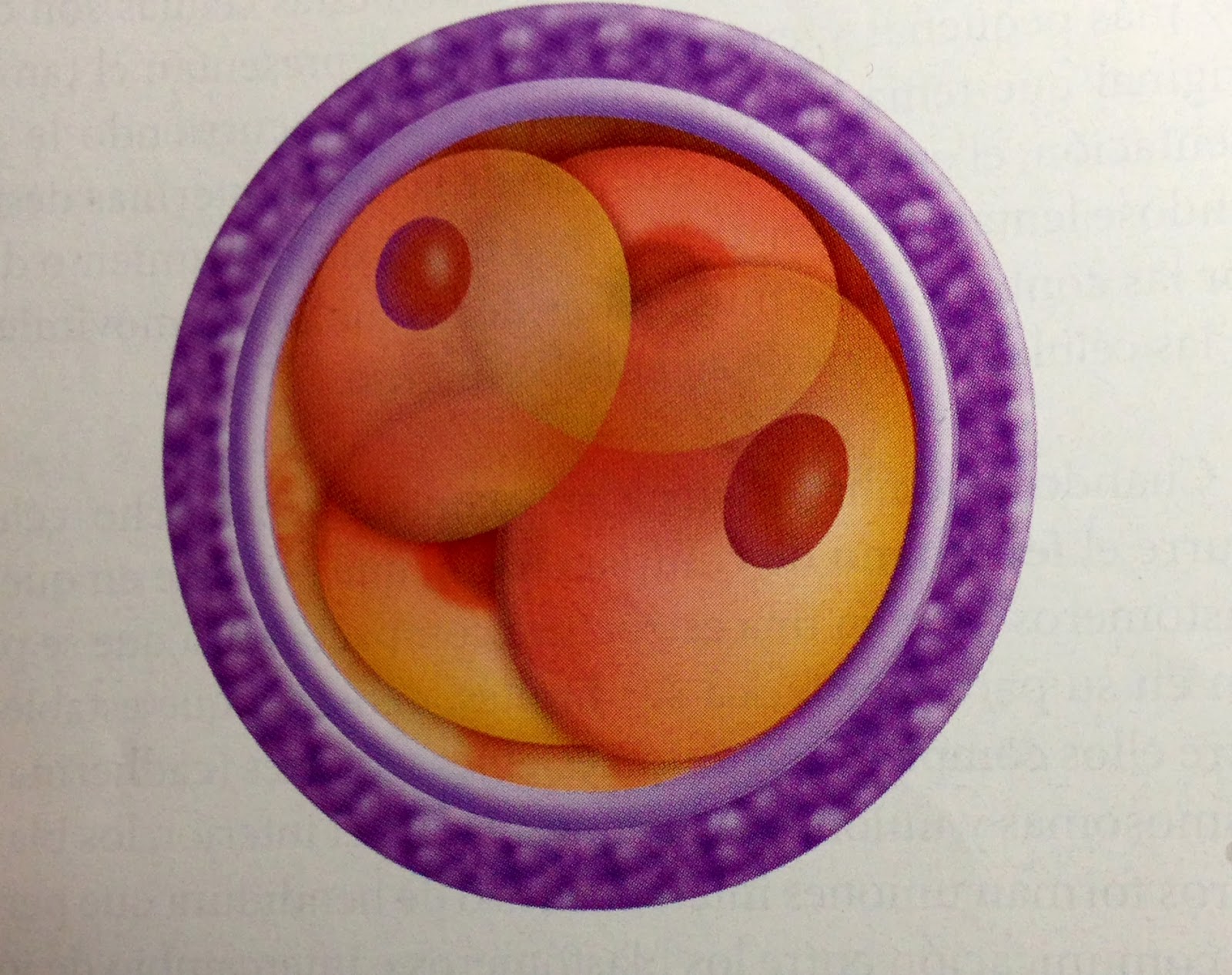 Embriología ENMH: Primera Semana del Desarrollo Embrionario
