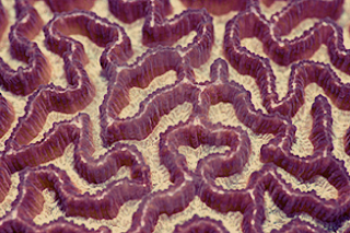 James' blog.: Natural Form & repetition.