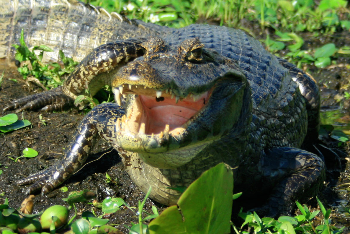 Cultura Guaraní: “El yacaré común o Negro”