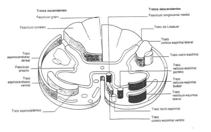 PROFESSOR RODRIGO MONTEZANO: Neuroanatomia - Medula espinhal