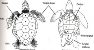 IDENTIFIKASI DAN MORFOLOGI PENYU SISIK BESERTA PENYEBARANNYA ...