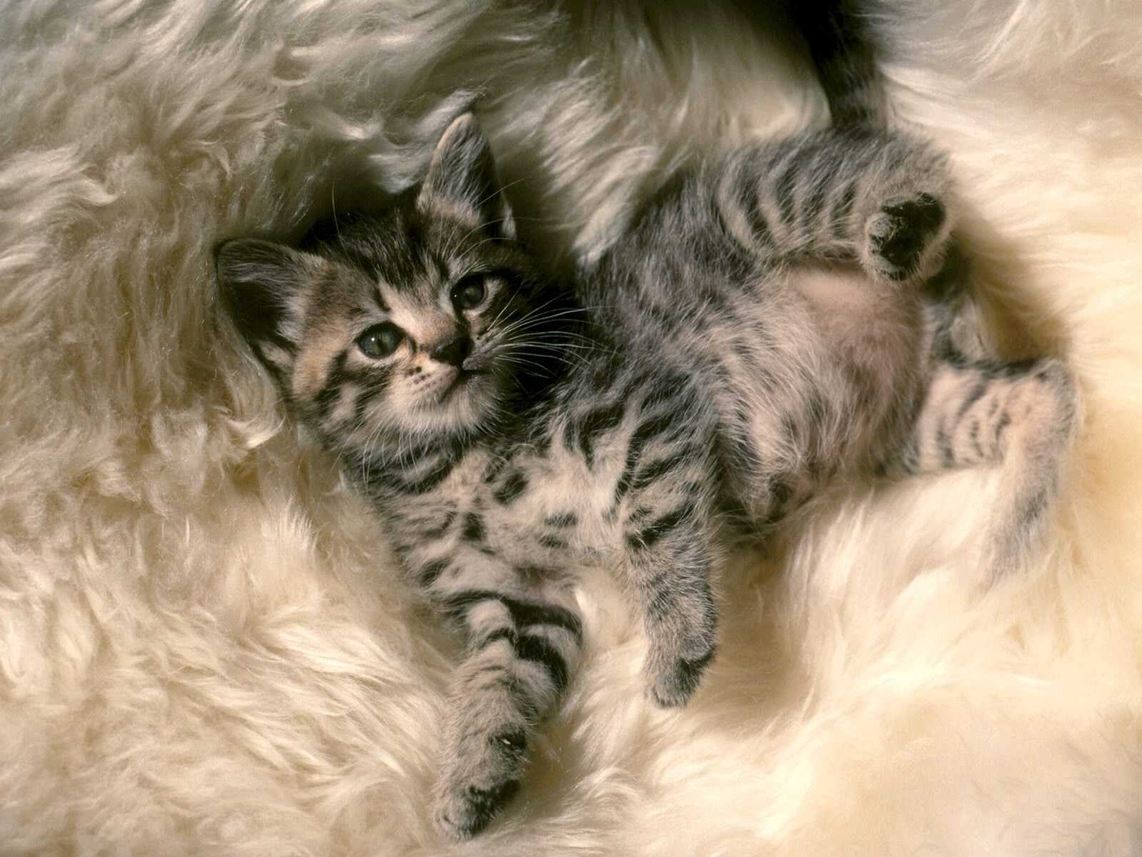 gatitos,gatos,tiernos,mascotas,wallpapers,fondos de pantalla hd