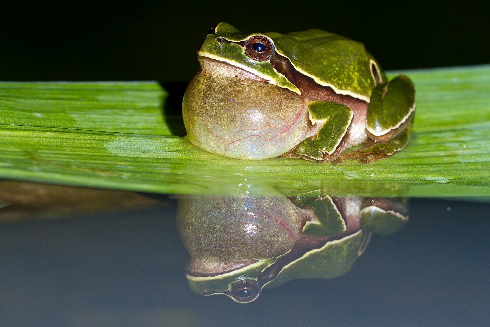 Jaime Solanas FOTOGRAFIA DE NATURALEZA: UN DIA CON LAS RANITAS