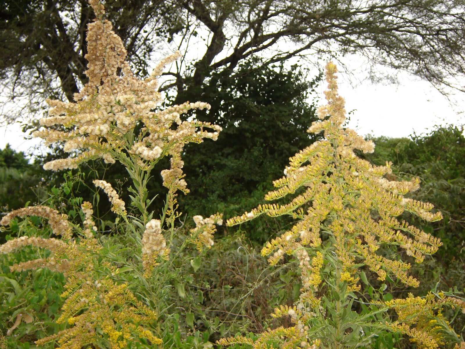 Argentina nativa: Vara de oro (Solidago chilensis)
