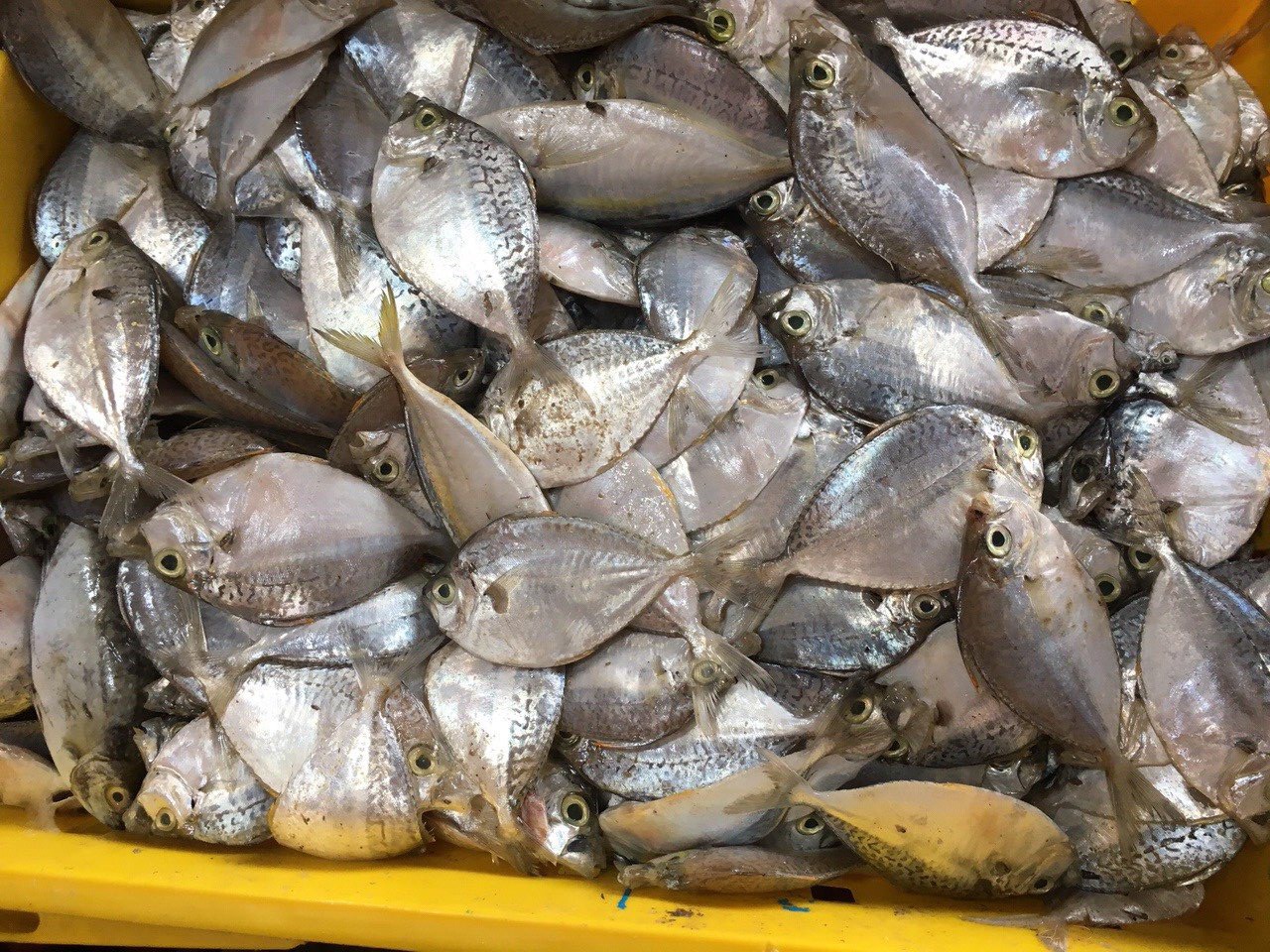 SPLENDID PONYFISH - VIET SEAFOOD CO.,LTD