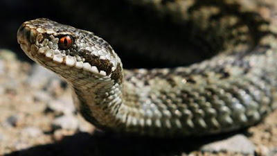 Tanzanian Association Oslo: Norway