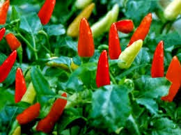 Macam-macam Jenis Cabai, Nutrisi Cabe dan Tingkat Kepedasannya | Gemar ...