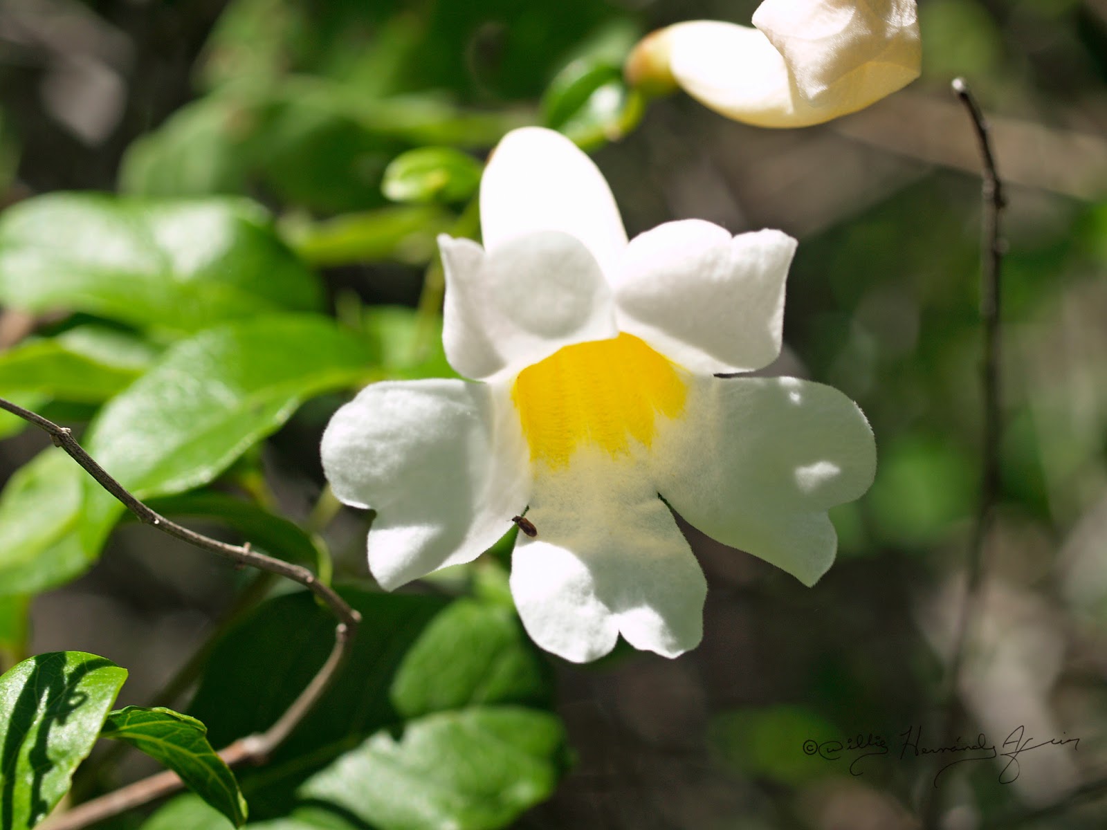 Flora de Puerto Rico Ilustrada Papo Vives: ACANTHACEAE THUMBERGIA ...