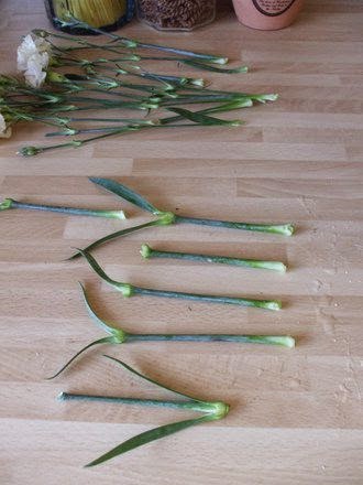 Carnation Cuttings: How to grow new carnations from cuttings! Going to ...