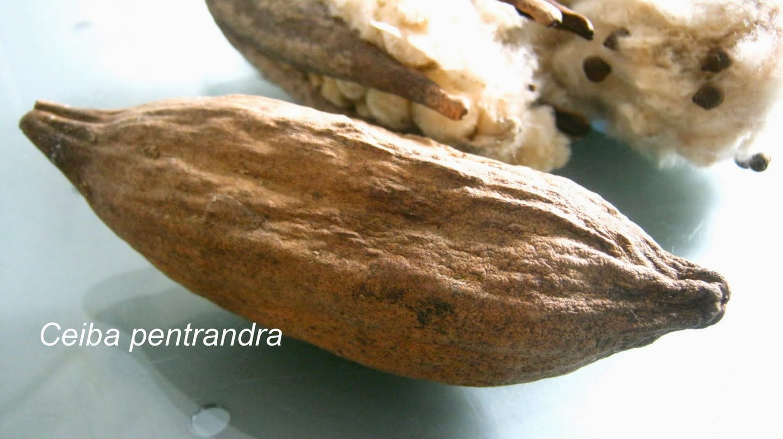 Kapuk Randu: Bio Fungisida Dari Kulit Limbah Kapuk