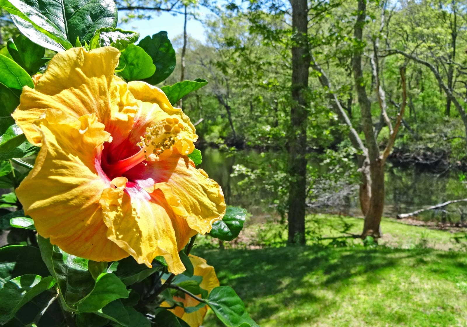 Joe's Retirement Blog: Walk Around a Pond, Manomet, Plymouth ...