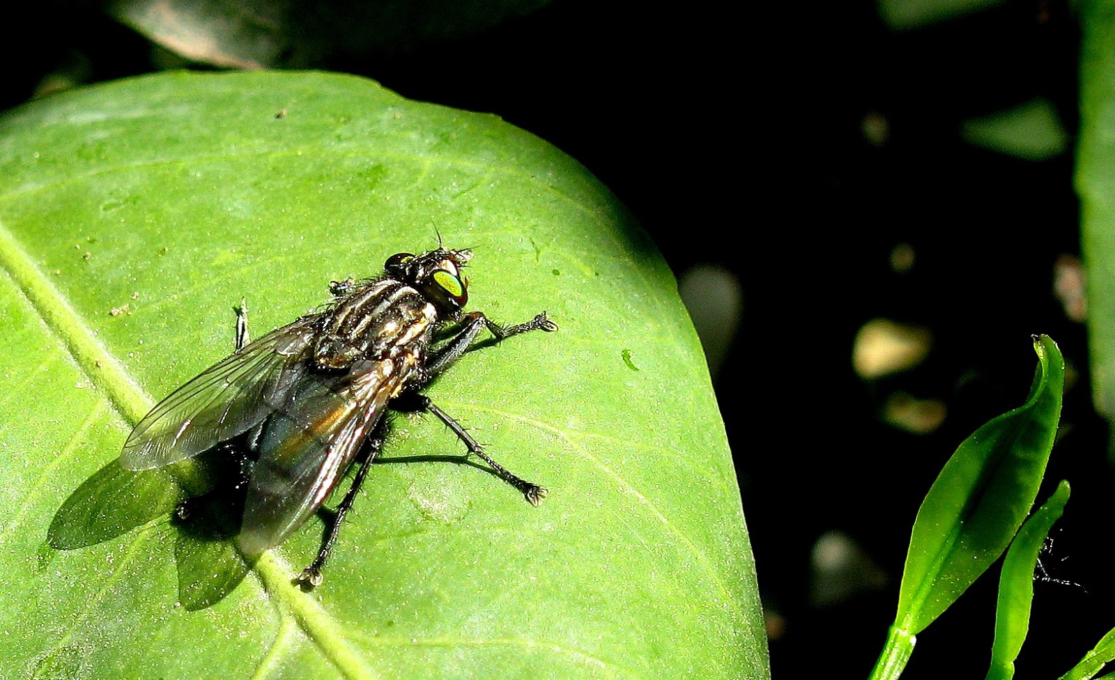BIOLOGÍA 3º SECUNDARIA: La relación en los animales. Los receptores