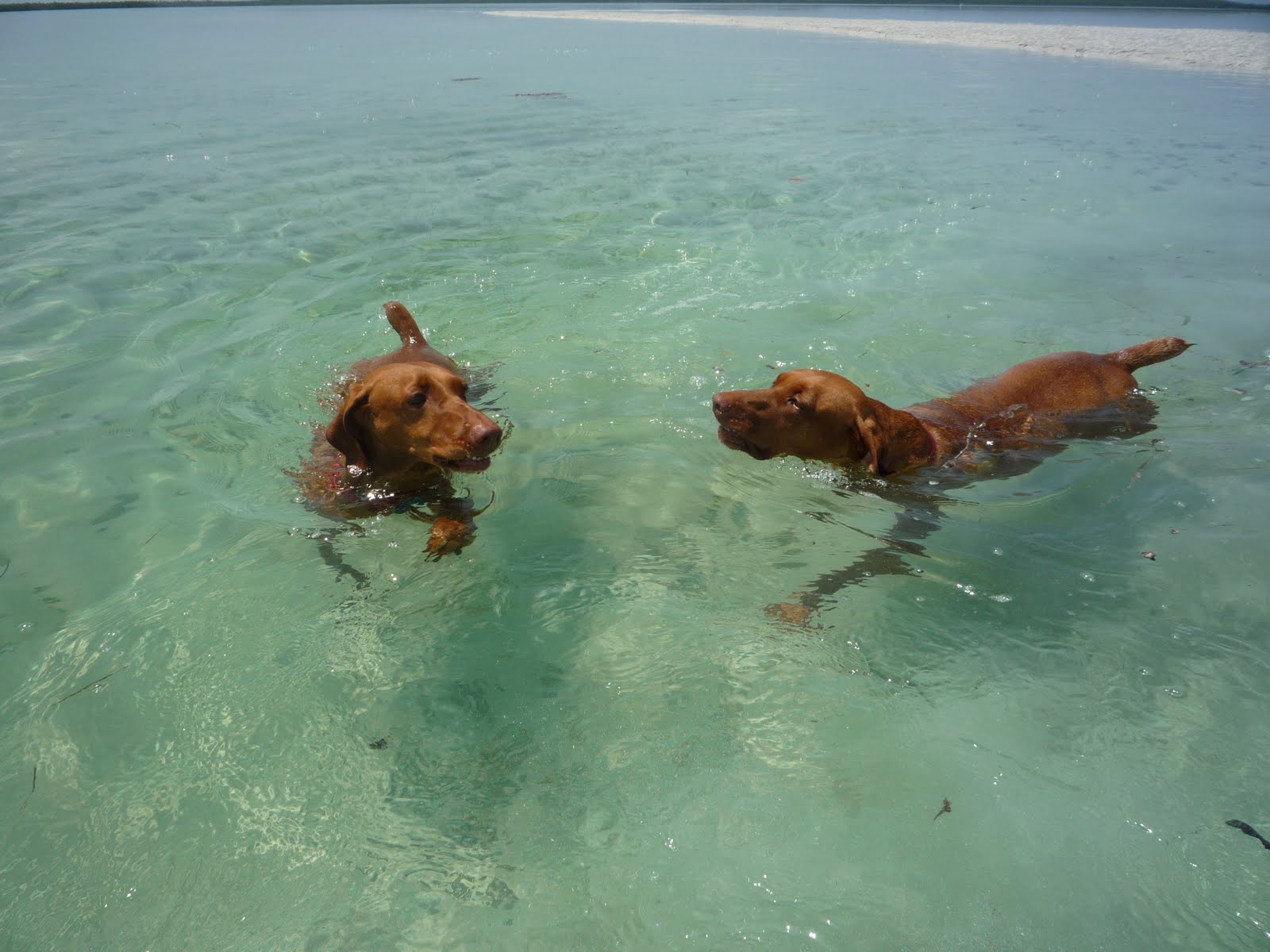 Zuzu and Tootie's Journey: Swimming near Marvin Key