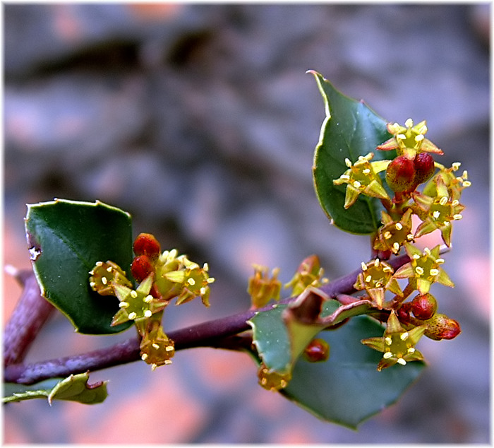 FOTO NATURA HUESCA 2: QUERCUS COCCIFERA Carl von Linné, 1753 quercus ...