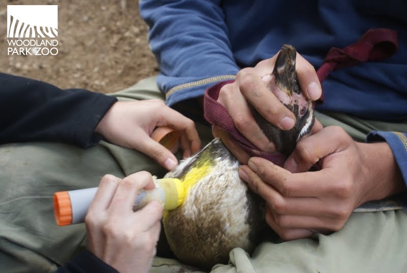 News from the field: Health checks for wild penguins
