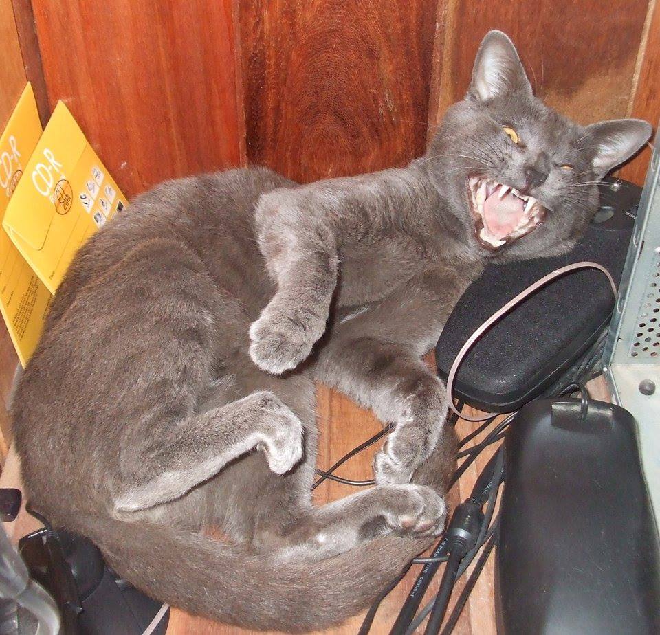 A Vida com Gatos: Pra rir um cadinho....