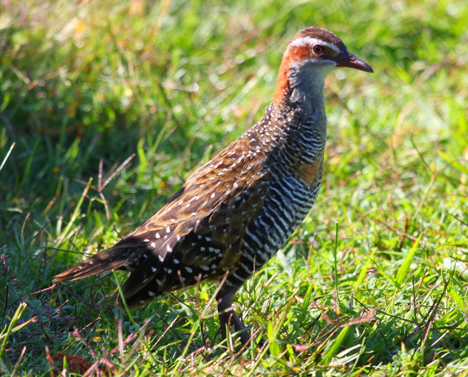 Richard Waring's Birds of Australia: Buff-banded Rail close encounter
