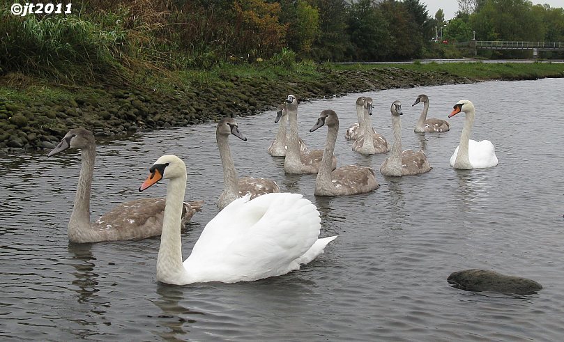 Simply Superb Swans: Eleven Swans a Swimming