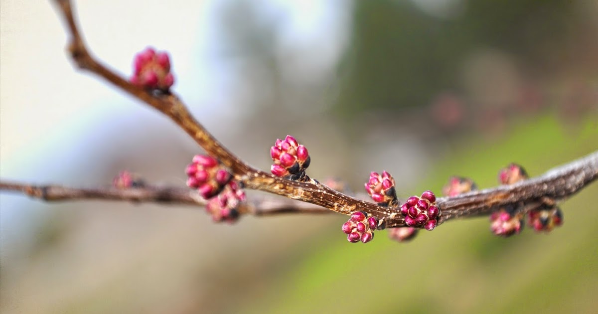This Grandmother's Garden: Spring is Here!