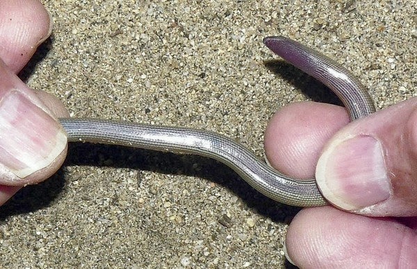 New Lizards – Stephen Bodio