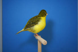 canaricultura.com: FIFE FANCY