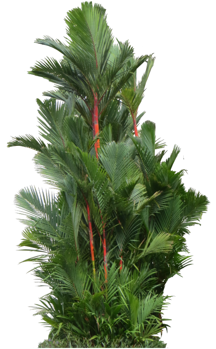 Tropical Plant Pictures: Cyrtostachys lakka / Cyrtostachys renda